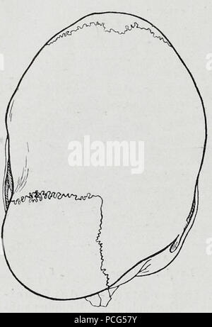 Braus 1921 364 Stock Photo - Alamy