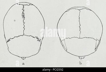 Braus 1921 388 Stock Photo - Alamy