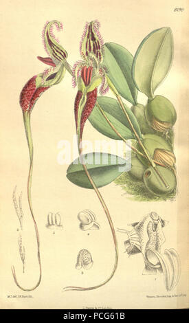 Orchid (Bulbophyllum fascinator) in flower and showing the pollination ...