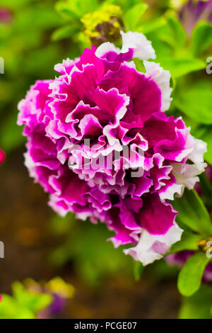 Red double Petunia flower Stock Photo - Alamy