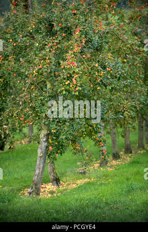 Fruit orchards in France, apple trees with ripe green fruits ready for ...