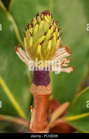 Dwarf southern magnolia flower (Magnolia grandiflora 'Little Gem'), San ...