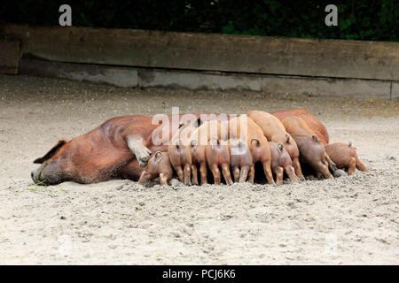 Pig (Sus domesticus) juvenile piglets playing in a farm field, Suffolk ...