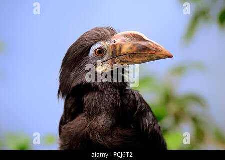 Visayan Tarictic Hornbill, adult female, Asia, (Penelopides panini ...