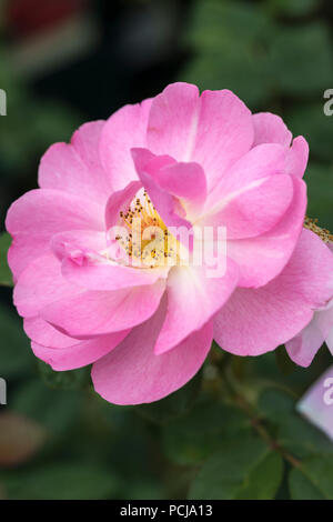 Close up of Rosa Skylark a pink David Austin English shrub rose ...