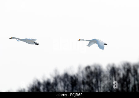 Whooper swan, couple flying (Cygnus cygnus), Japan *** Local Caption ...
