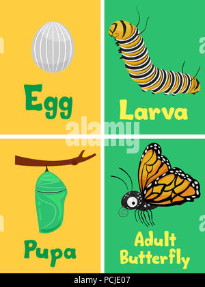 Life cycle of a butterfly Stock Photo - Alamy