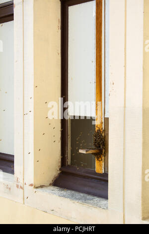 Bees nest on the exterior of a window. Bees flying and lots of bees ...