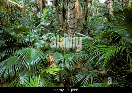 PALMS (CABBAGE-TREE, LIVISTONA AUSTRALIS) GROWING IN RAINFOREST AREA ...