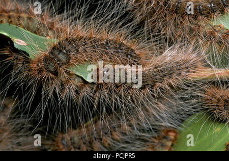 LARVAE OF THE BAG-SHELTER MOTH (TEARA CONTRARIA) ALSO KNOWN AS ...