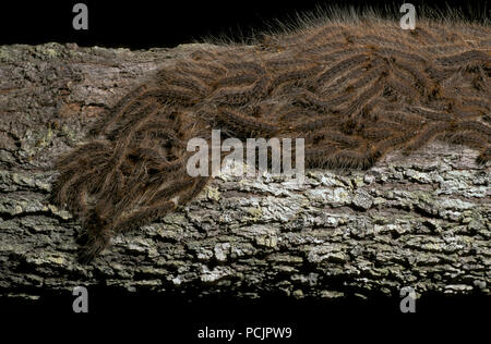 LARVAE OF THE BAG-SHELTER MOTH (TEARA CONTRARIA) ALSO KNOWN AS ...
