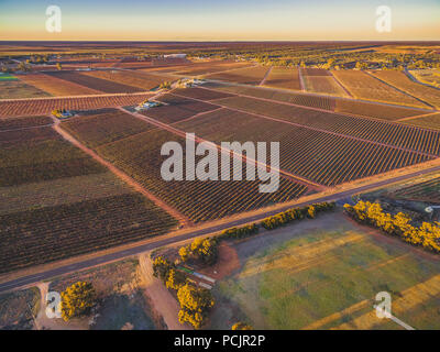 Aerial landscape of vineyars in winter at sunset. Riverland, South ...