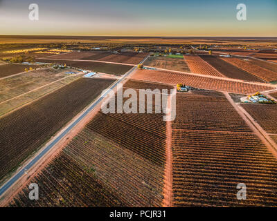 Aerial panorama of vineyars in winter at sunset. Riverland, South ...