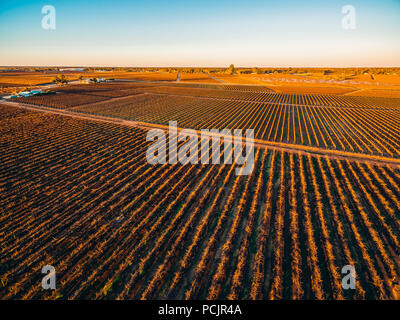 Vineyards of Monash in South Australia at sunset - aerial view Stock ...