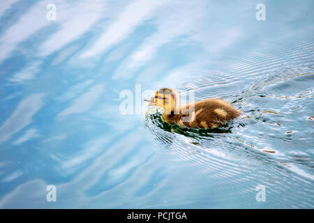 Cute little baby duckling swimming on the calm water of a pond Stock ...