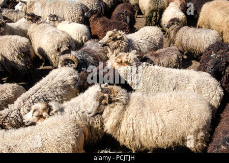 A closeup of fluffy sheep in a flock with sunlight Stock Photo - Alamy