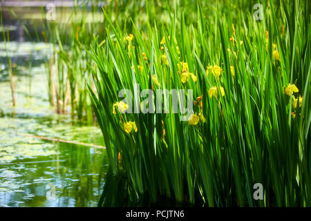 Golden Canna (Canna Flaccida) tropical plant near a pond in La Fontaine ...