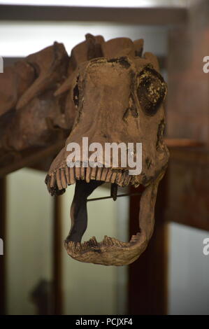Fossilized Barapasaurus tagorei skull, Geology Museum, ISI, Kolkata ...