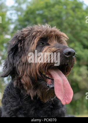 9 year old black Labradoodle dog lying and panting in Bruche Park ...