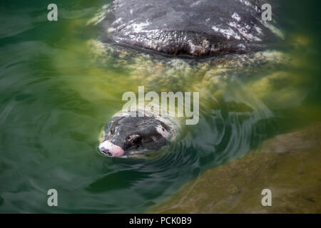Black Soft Shell turtles known as Bostami Turtle In front of the tomb ...