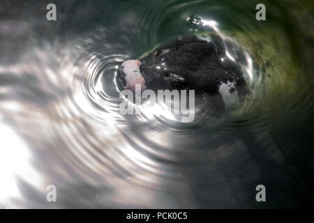 Black Soft Shell turtles known as Bostami Turtle In front of the tomb ...