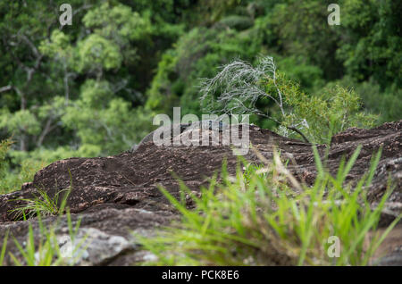 Goanna sunbaking on a rock Stock Photo - Alamy