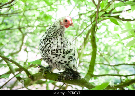 Black bantam chicken hen Stock Photo - Alamy