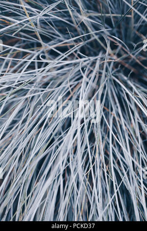 grasses (Poaceae) Plantae Stock Photo - Alamy