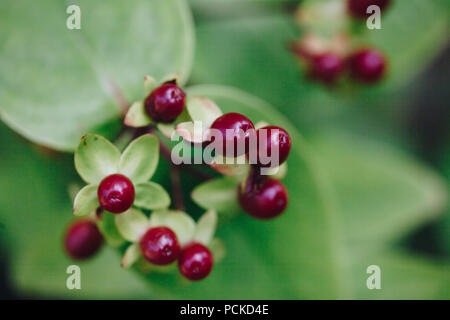 Red Hypericum berries Stock Photo - Alamy