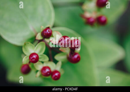 Hypericum androsaemum, red berries, St. John's wort, garden plant ...