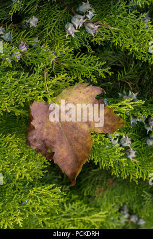 One separate dry leaf of Autumn times in hand Stock Photo - Alamy