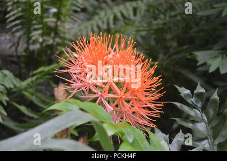 Safflower, Carthamus tinctorius, is a highly branched, herbaceous ...