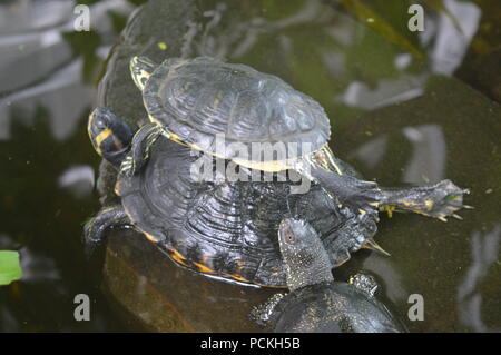 Close up of a river cooter turtle (Pseudemys concinna Stock Photo - Alamy