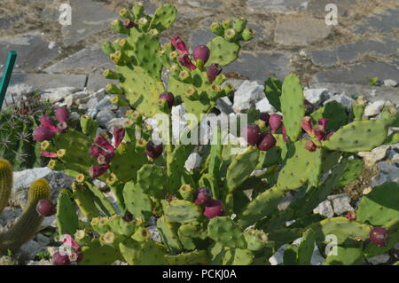 Blooming Nopal cactus. (Opuntia ficus-indica, Opuntia matudae). Nopal ...