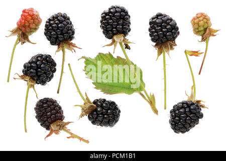 Lot of whole fresh black blackberry isolated on white background Stock ...