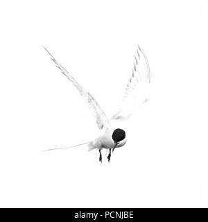 Arctic Tern Flying in the High Arctic in the Svalbard Islands of Norway ...