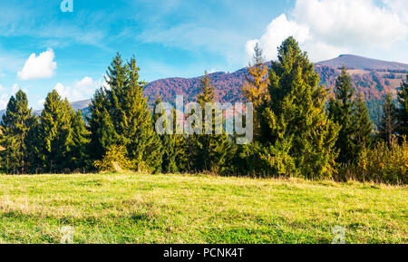 forest on a hill side meadow in high mountains. beautiful summer day ...