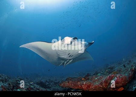 Riesenmanta, Manta (Manta birostris), Mantarochen,Teufelsrochen, Rotes ...
