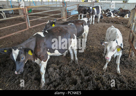 Cows in a dairy farm in a kibbutz in Israel Stock Photo: 33946646 - Alamy