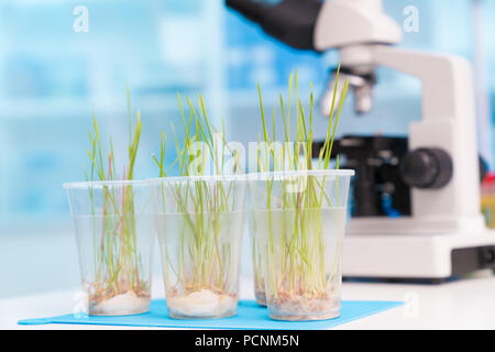 Grass end microscope in biological lab Stock Photo - Alamy