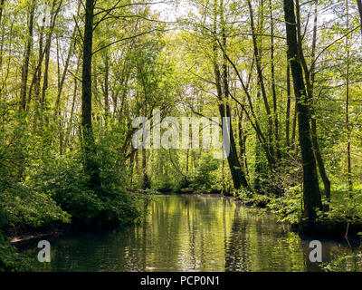 The Spreewald in spring, seen from the water Stock Photo - Alamy