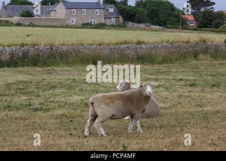 Sheep sitting down in a field relaxing Stock Photo - Alamy