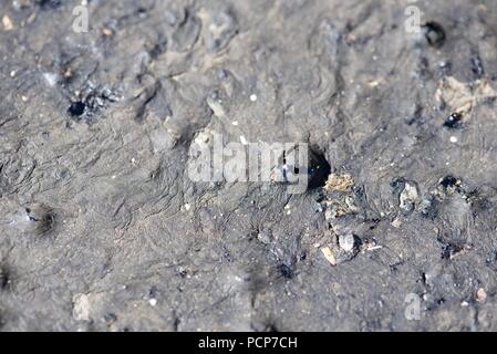 Heatwave: rising temperatures melt the tar macadam surface of the road ...