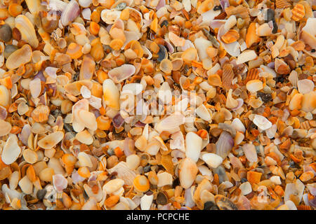 Shells on beach, Guana Tolomato Matanzas National Estuarine Research ...