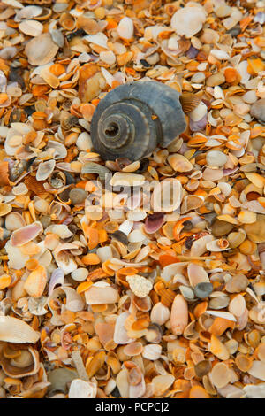 Shells on beach, Guana Tolomato Matanzas National Estuarine Research ...