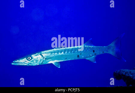 Great barracuda (Sphyraena barracuda), Egypt, Red Sea, Mar 05 Stock ...