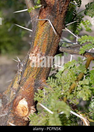 South african acacia tree showing spines, garden route, south africa ...