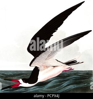 Black Skimmer or Shearwater John James Audubon (American, born Haiti ...