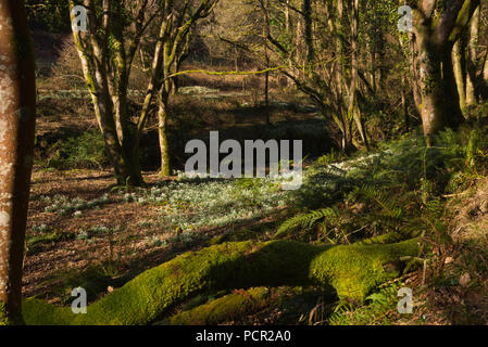 Banks of snowdrops in North Hawkwell Woods 'Snowdrop Valley' near ...