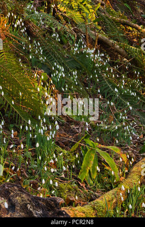 Hawkwell Wood’s Snowdrop valley in Exmoor National Park close to ...